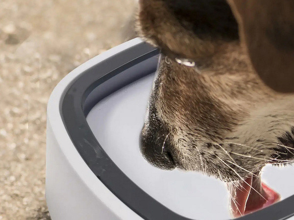 Floating water bowl for dog and cat 1l non-splashing slow drinker ...